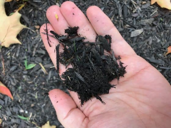 What Is the Purpose of Mulch? (5 Reasons to Use Mulch) - Prudent Reviews