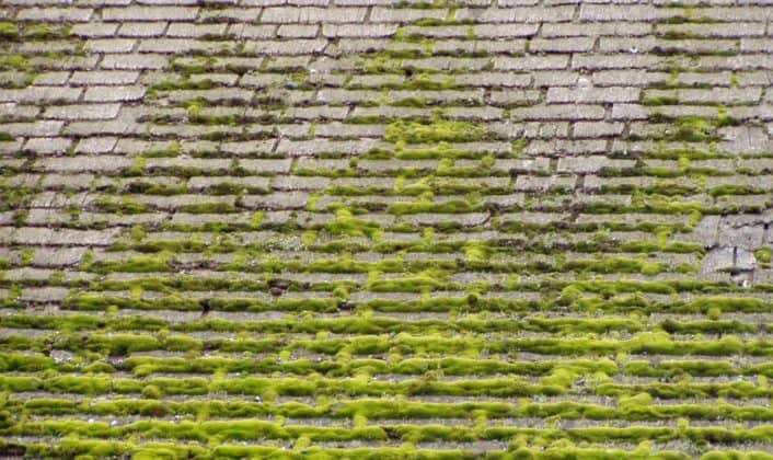 Why Is Moss Growing on My Roof? (and How to Prevent It) - Prudent Reviews